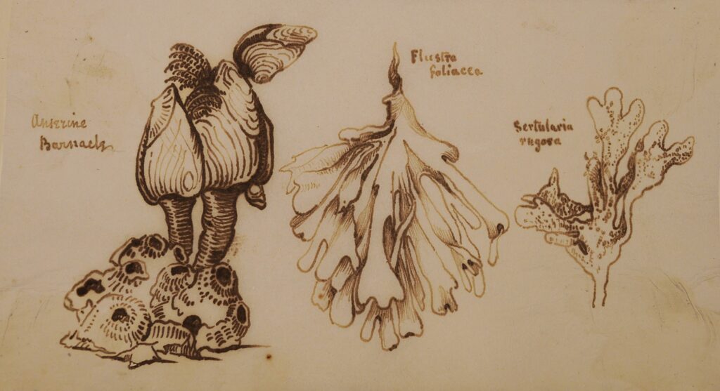 Garden Museum acquires the archives of the great Victorian landscape ...