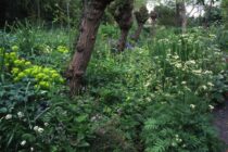 Gardeners you should know: Margery Fish - Garden Museum