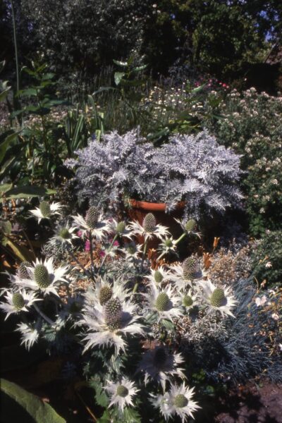 Gardeners you should know: Margery Fish - Garden Museum