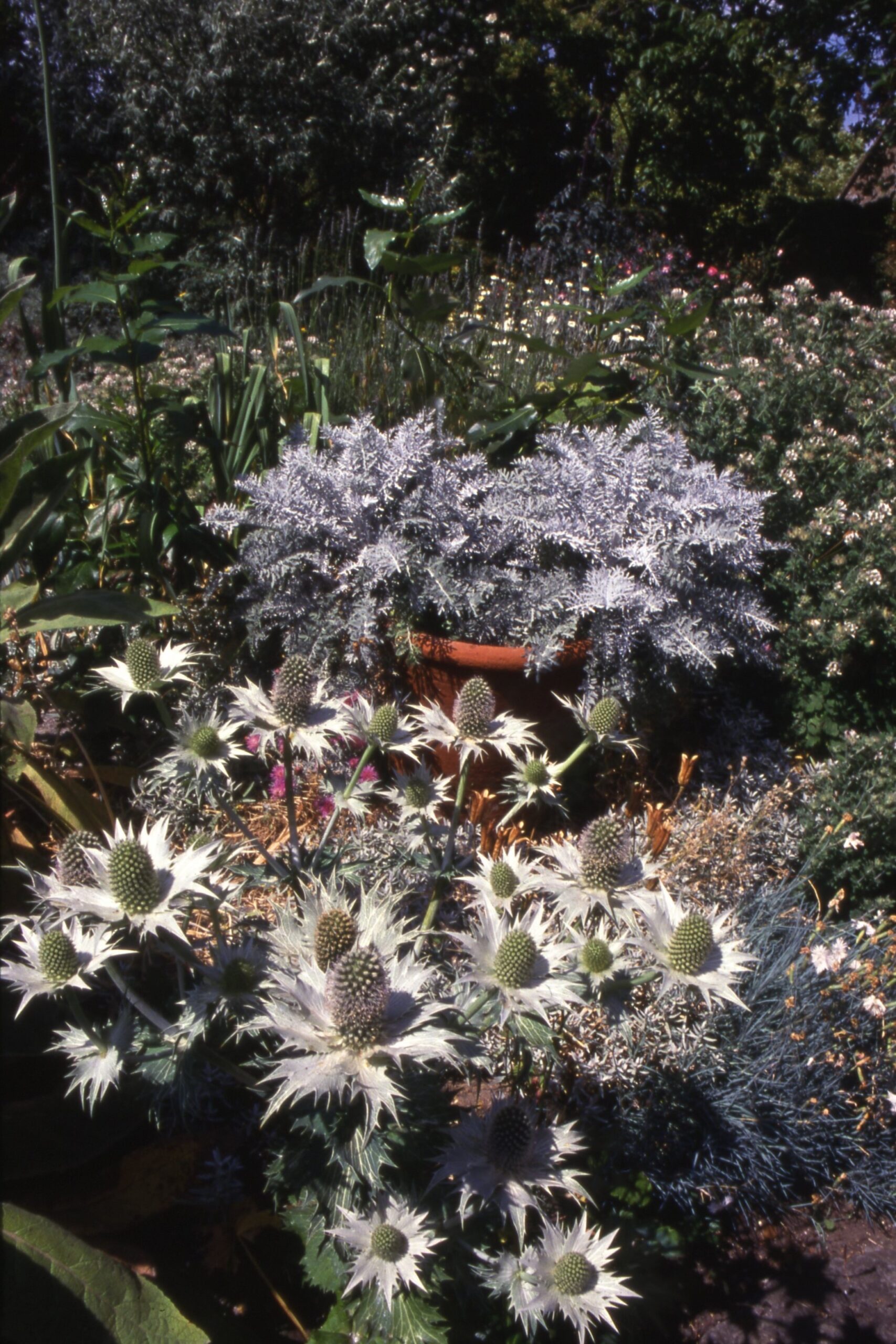 Gardeners you should know: Margery Fish - Garden Museum