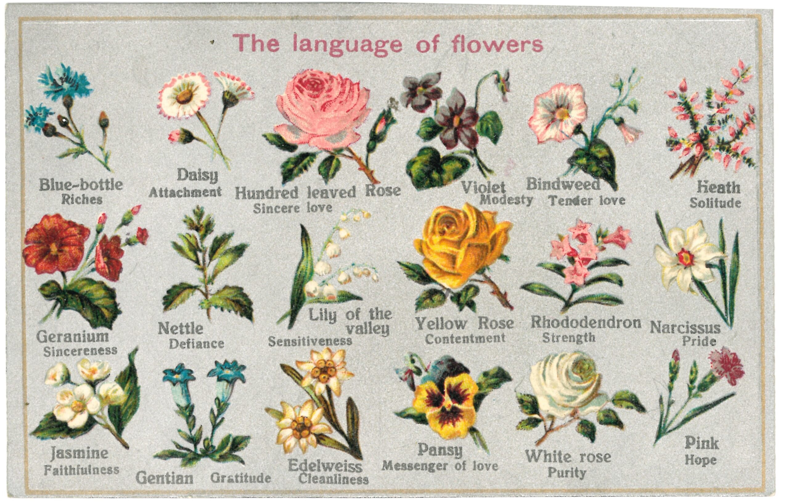The Language of Flowers - Garden Museum