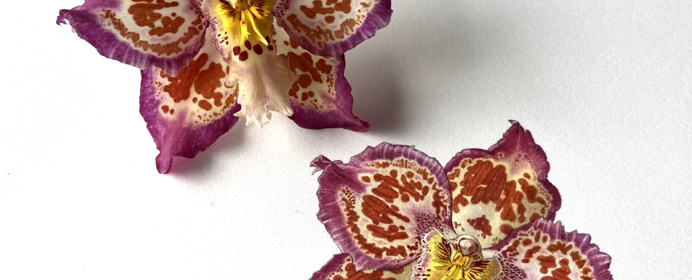 A Q&A with RHS Orchid Artist Deborah Lambkin - Garden Museum