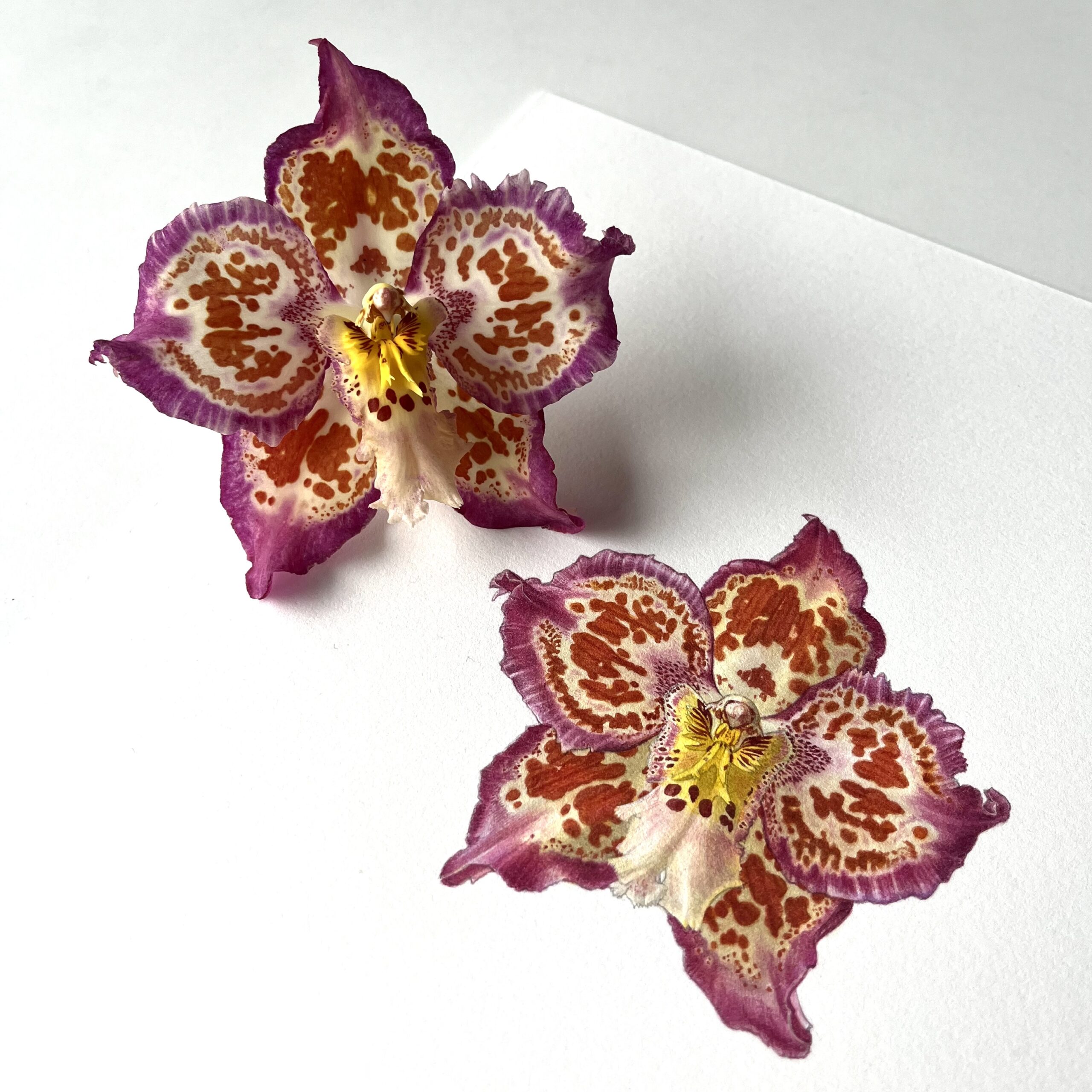 A Q&A with RHS Orchid Artist Deborah Lambkin - Garden Museum