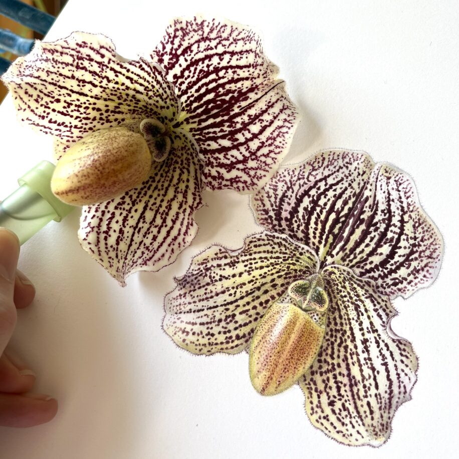 A Q&A with RHS Orchid Artist Deborah Lambkin - Garden Museum