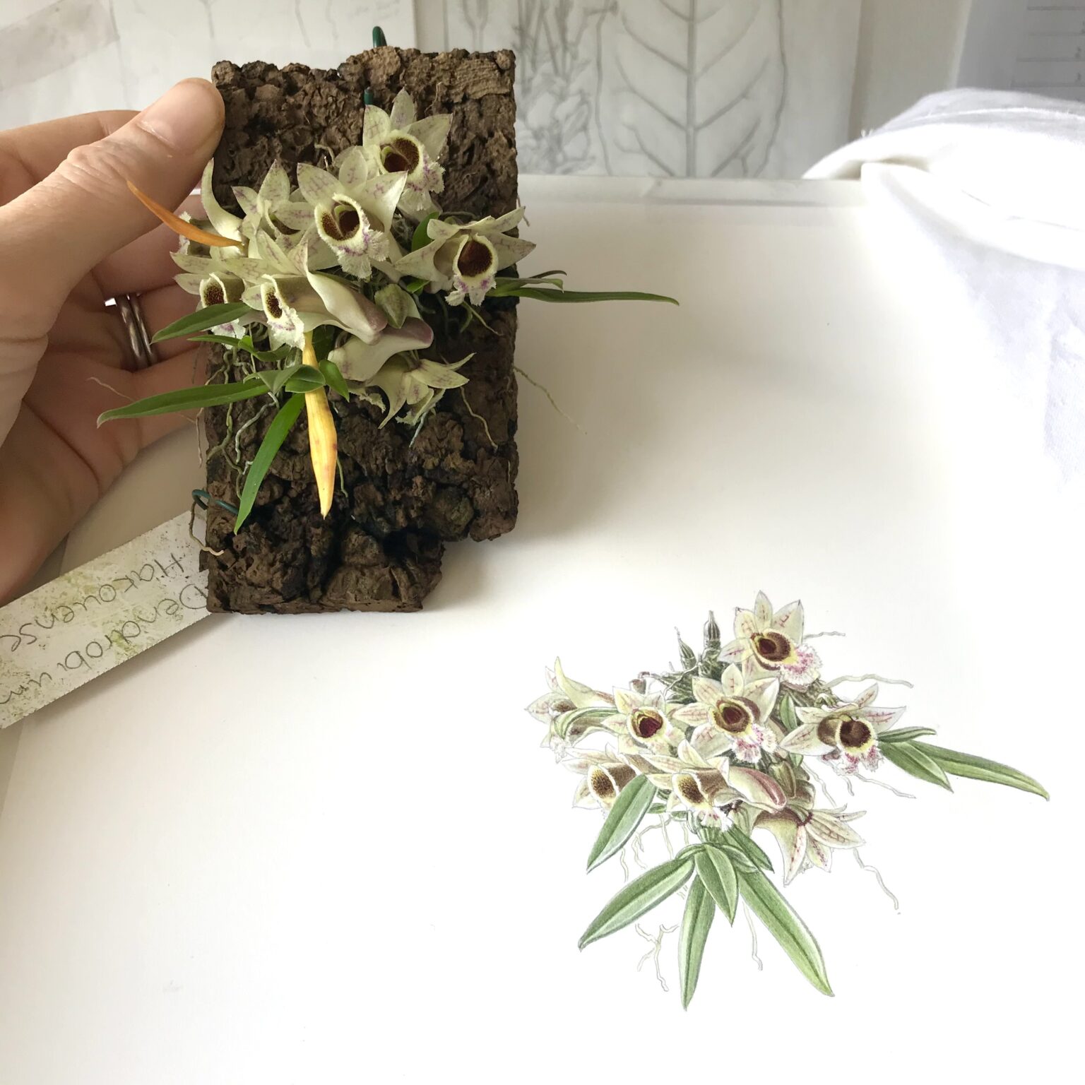 A Q&A with RHS Orchid Artist Deborah Lambkin - Garden Museum